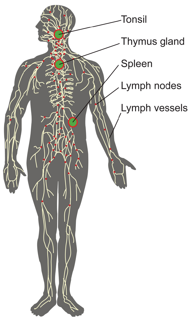 Lymphatic System Model Labeled Lymphatic System Model Labeled